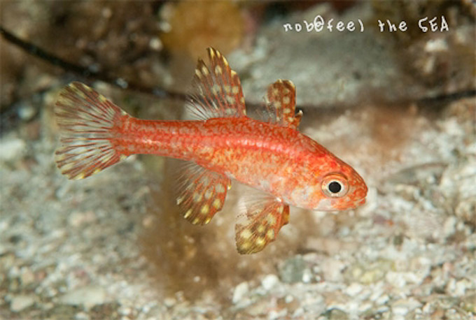 First pictures of a live smooth cardinalfish, Vincentia macrocauda ...