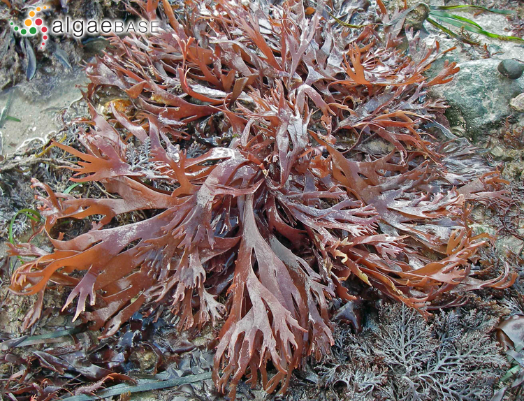 AlgaeBase a great online reference for aquarium macroalgae ...