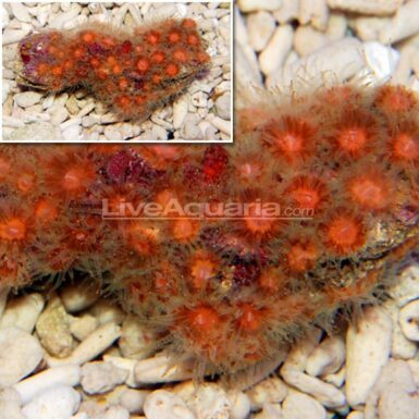Colangia, Culicia and Astrangia are the latest new Azoox corals to come ...