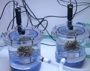 High technology being used to tease out the details of coral biology ...