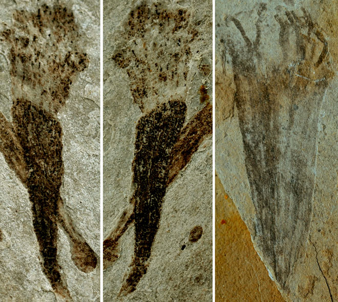 Seaweed fossils may be Earth’s oldest plants | Reef Builders | The Reef ...