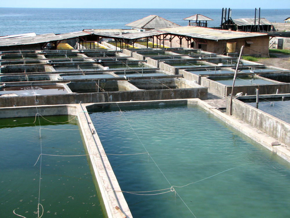 The Pinnatus Batfish producer steps forward with answers! | Reef ...