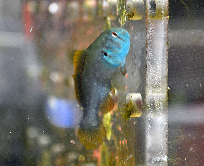 Brown Clown Gobies are anything butt…and Naked Green Clown Gobies ...