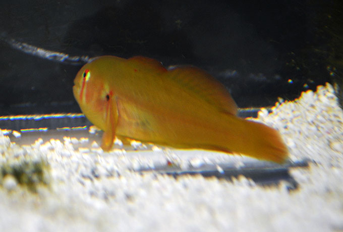 Brown Clown Gobies are anything butt…and Naked Green Clown Gobies ...