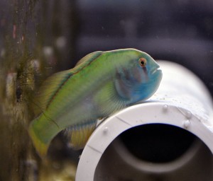 Brown Clown Gobies are anything butt…and Naked Green Clown Gobies ...