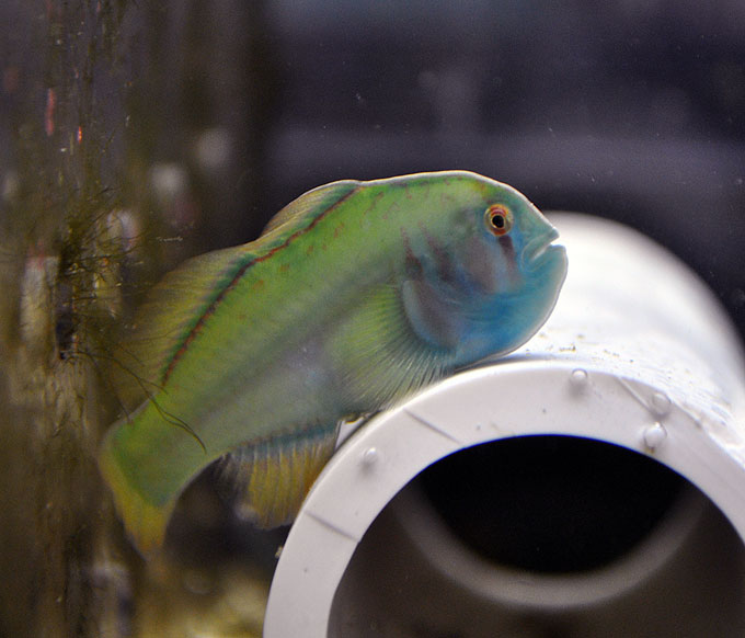 Brown Clown Gobies are anything butt…and Naked Green Clown Gobies ...