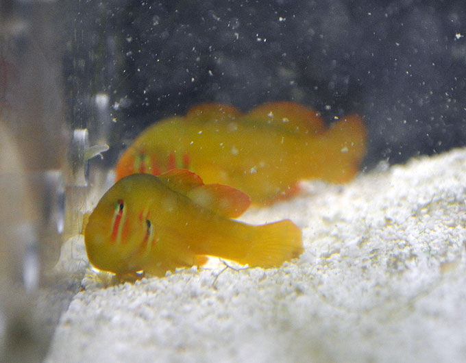 Brown Clown Gobies are anything butt…and Naked Green Clown Gobies ...
