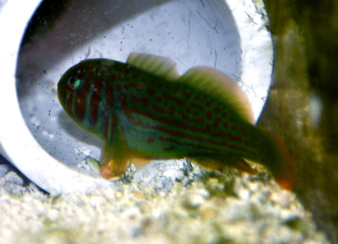 Brown Clown Gobies are anything butt…and Naked Green Clown Gobies ...