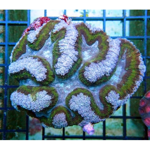 RB personal shopper: Lobophyllia and Symphyllia edition | Reef Builders ...
