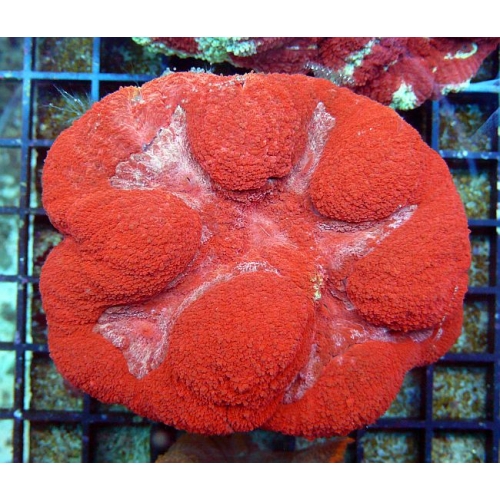 RB personal shopper: Lobophyllia and Symphyllia edition | Reef Builders ...