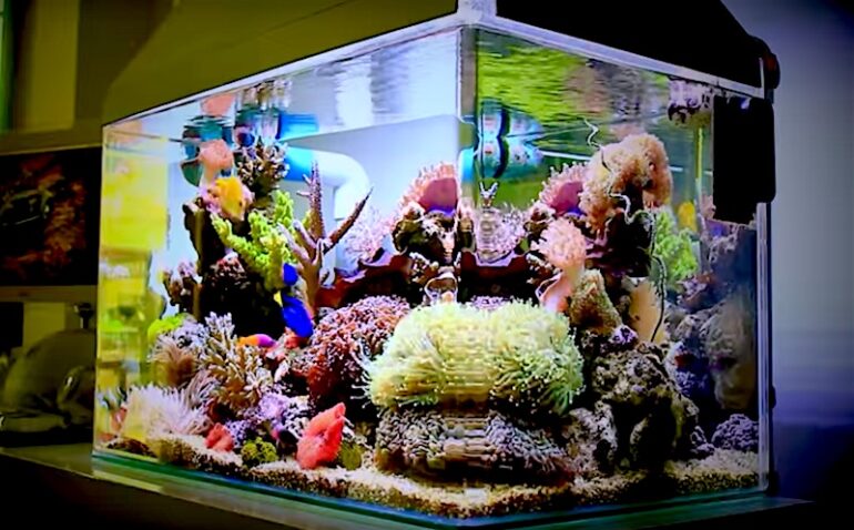Awesome dancing nano reef is a masterpiece of common reef life | Reef ...