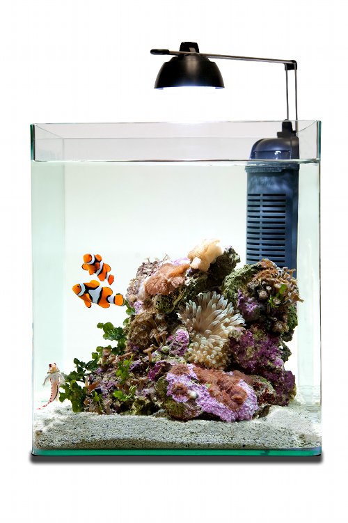 Eheim’s Aquastyle nano aquariums finally land in the US | Reef Builders ...