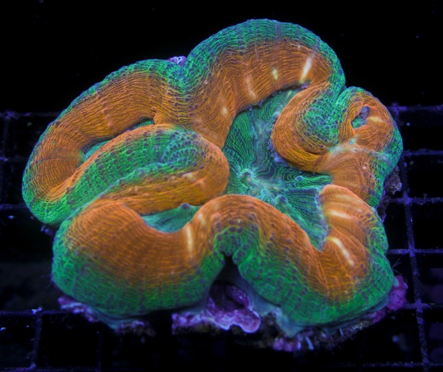 RB personal shopper: Lobophyllia and Symphyllia edition | Reef Builders ...