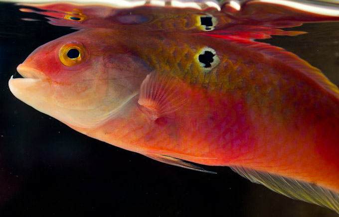 Amazing Xyrichthys and Novaculops razor wrasses land at Reef Corner ...