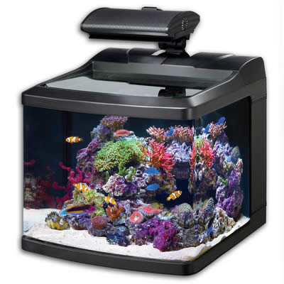 Oceanic aquarium products will live on, just not the big “Oceanic ...