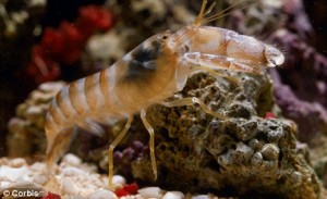 Baby Pistol shrimp snap as fast as speeding bullets | Reef Builders ...