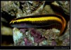 Yellowline goby available again from ORA this week | Reef Builders ...