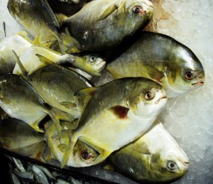 Proaquatix brings back the captive bred Pompano | Reef Builders | The ...