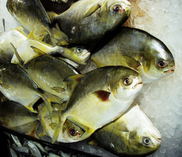 Proaquatix brings back the captive bred Pompano | Reef Builders | The ...