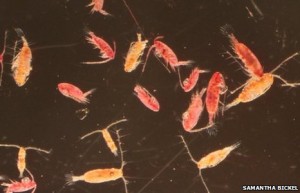 Reef aquarium copepod, will it blend? | Reef Builders | The Reef and ...