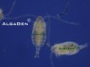 AlgaGen’s four new copepods from a Breeder’s Perspective | Reef ...