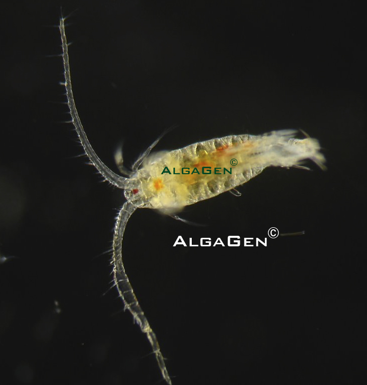AlgaGen’s four new copepods from a Breeder’s Perspective | Reef ...