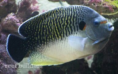 Apolemichthys kingi, the tiger angelfish | Reef Builders | The Reef and ...