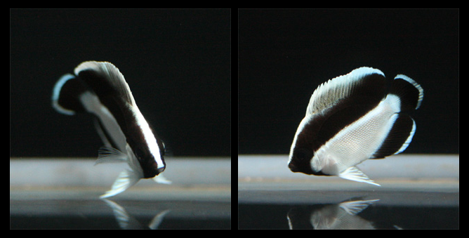 Baby bandit angelfish videos from Blue Harbor and B-Box Aquarium | Reef ...