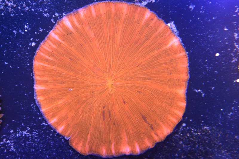 RB Personal Shopper: Attack of the killer Cycloseris | Reef Builders ...