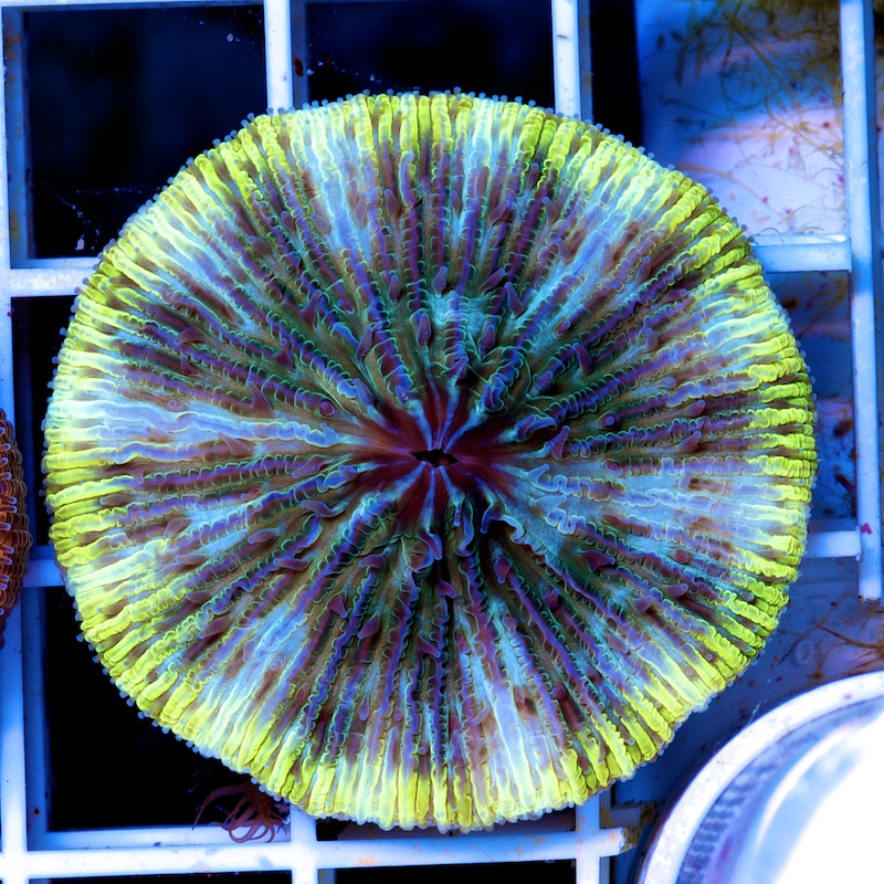 RB Personal Shopper: Attack of the killer Cycloseris | Reef Builders ...