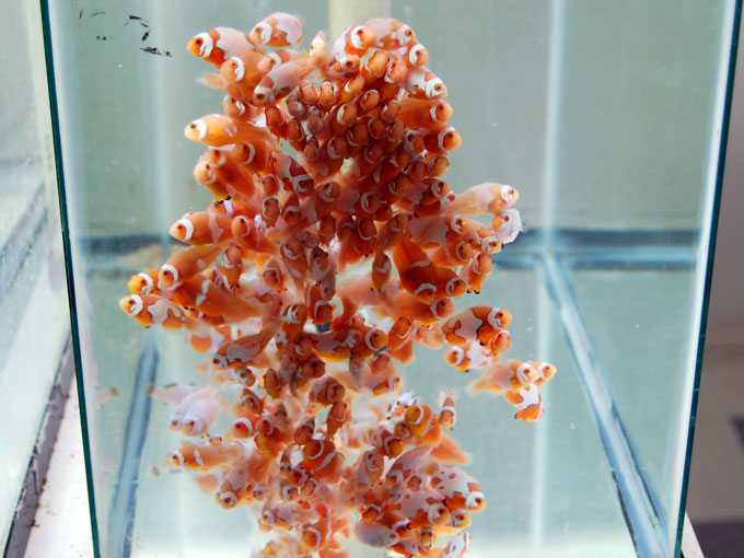 Lightning Maroons Sighted in Portland area Clownfish Hatchery | Reef ...
