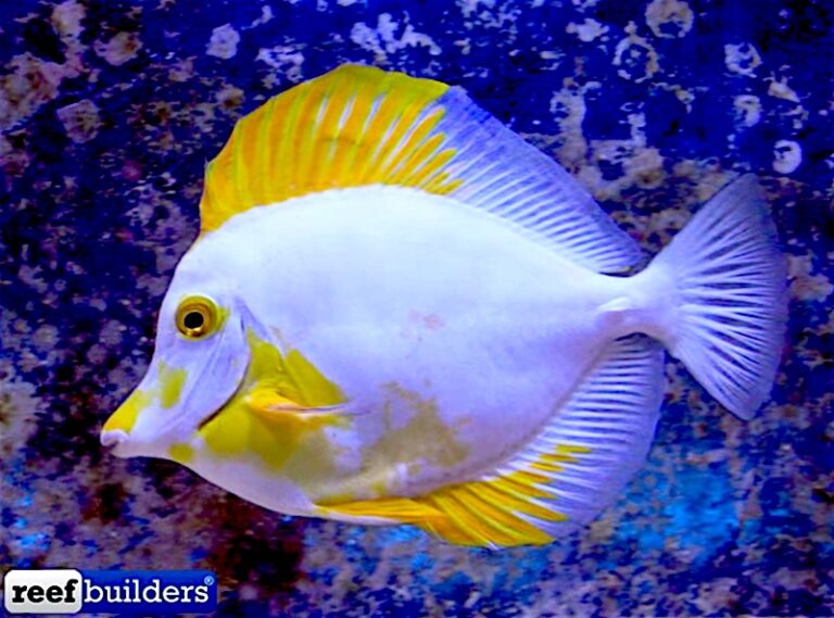 A piebald yellow tang appears, shows no end to the abnormally colored ...