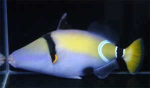 Another Mauritius triggerfish lands in Japan, a sign of more Mauritius ...