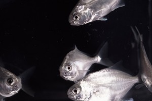 Proaquatix brings back the captive bred Pompano | Reef Builders | The ...