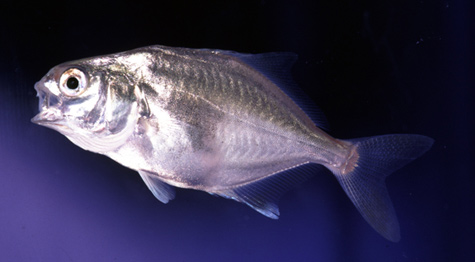 Proaquatix brings back the captive bred Pompano | Reef Builders | The ...