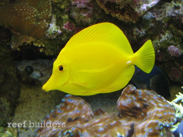 Captive Bred Yellow Tangs? Not quite yet… | Reef Builders | The Reef ...