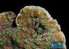 ORA releases new Sprung Stunner or Echinopora lamellosa | Reef Builders ...