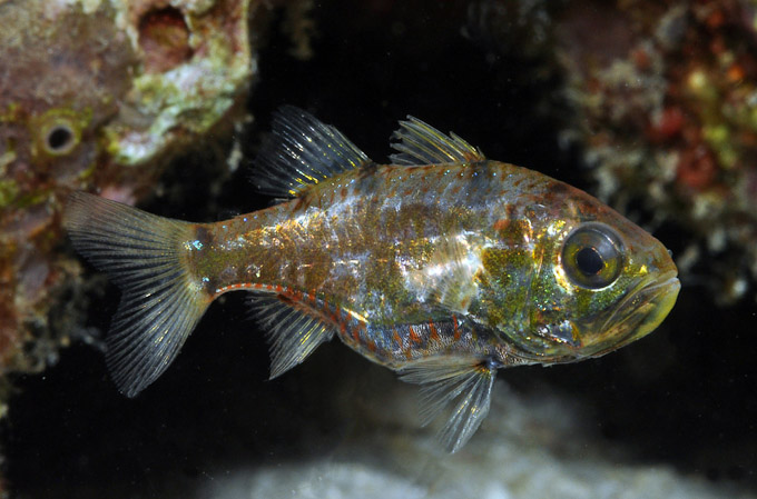 Bali’s new reef fish and coral revealed in stunning detail by ...