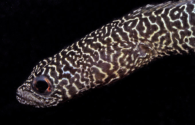 Bali’s new reef fish and coral revealed in stunning detail by ...