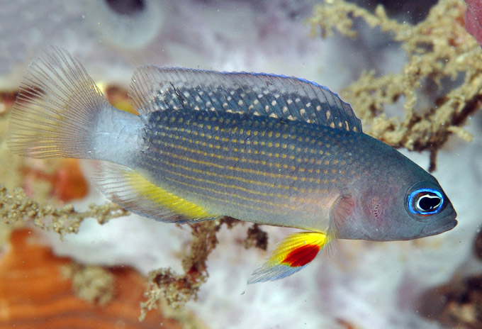 Bali’s new reef fish and coral revealed in stunning detail by ...