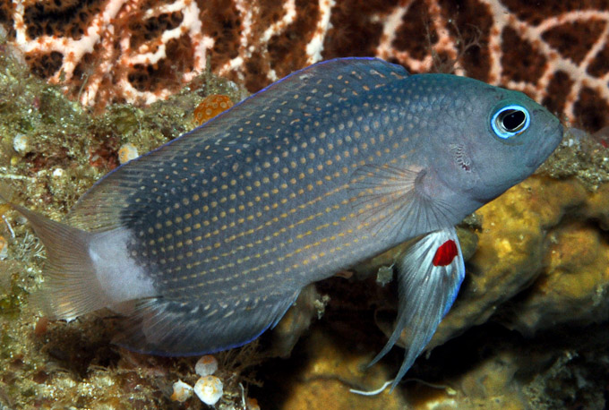 Bali’s new reef fish and coral revealed in stunning detail by ...