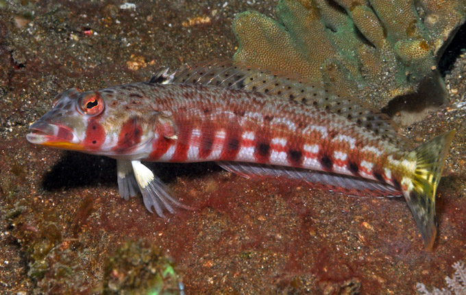 Bali’s new reef fish and coral revealed in stunning detail by ...