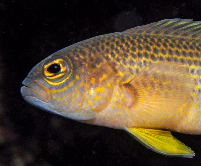 Bali’s new reef fish and coral revealed in stunning detail by ...