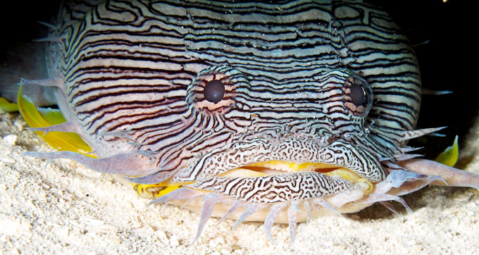 Toadfish noises much more than simple grunts and groans | Reef Builders ...