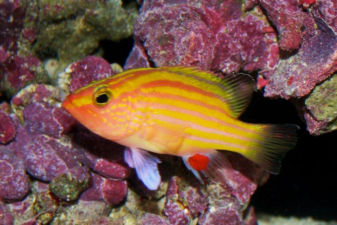 Spanish Flag Grouper lands at Old Town Aquarium | Reef Builders | The ...
