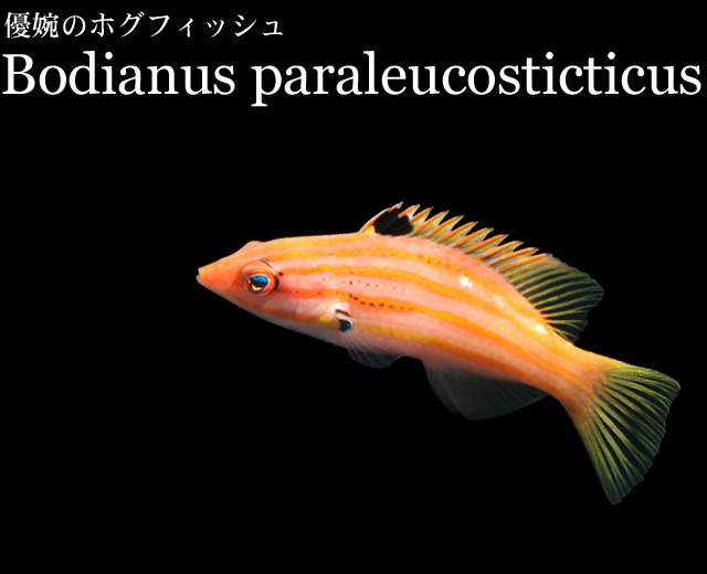 Bodianus masudai and B. paraleucosticticus are not your average ...