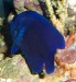 Centropyge deborae: Fiji blue midnight angelfish to be described as a ...