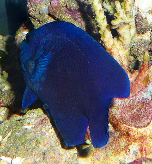 Centropyge deborae: Fiji blue midnight angelfish to be described as a ...