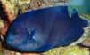 Centropyge deborae: Fiji blue midnight angelfish to be described as a ...