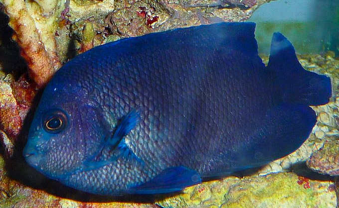 Centropyge deborae: Fiji blue midnight angelfish to be described as a ...